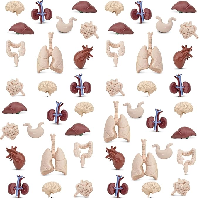 Amazon.com: Safari Ltd. Human Organs Bulk Bag - Set of Miniature Organ ...