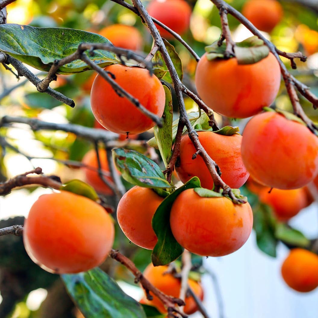 Amazon.com : 30+ Persimmon Fruit Tree Seeds for Planting Outdoors-Non ...