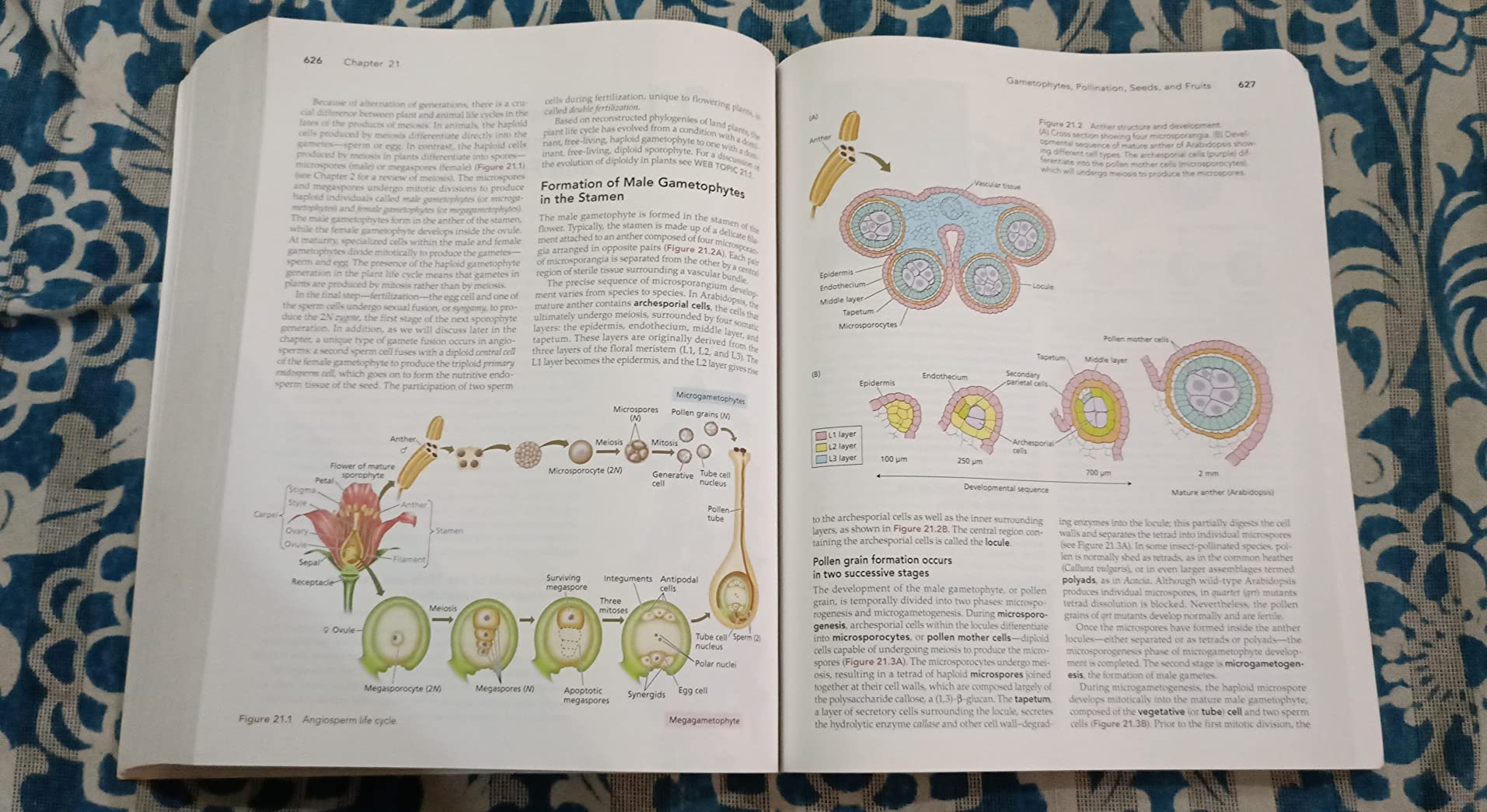 Buy Plant Physiology and Development Book Online at Low Prices in India ...