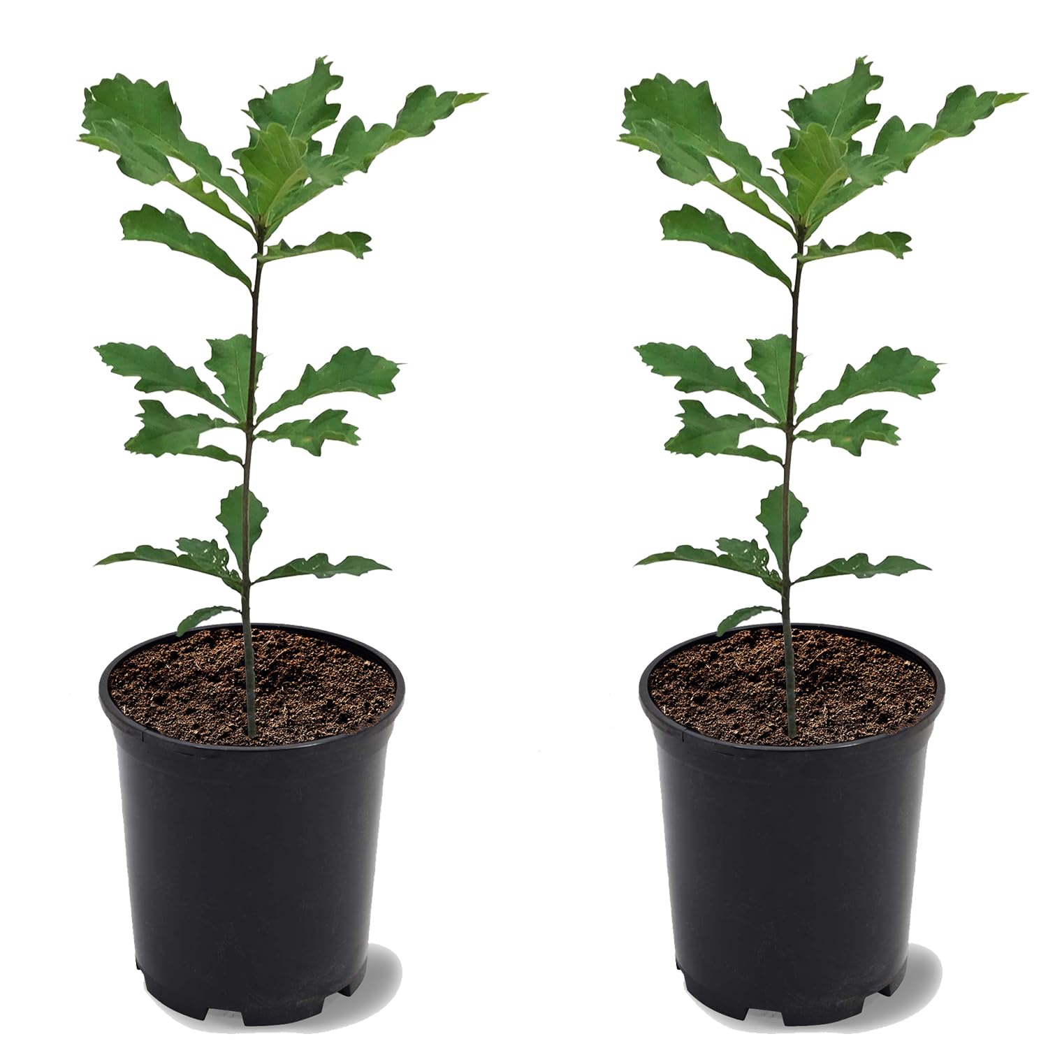 7 Best Landscaping Oak Trees | Live Oaks That Thrive