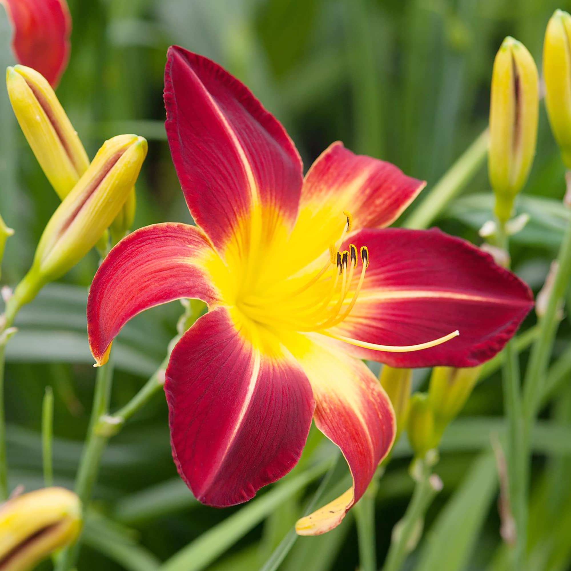 Amazon.com : 10Pcs Daylily Seeds Hemerocallis for Planting Heirloom ...