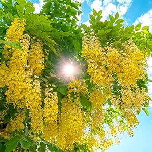Amazon.com : QAUZUY GARDEN 10 Seeds Cassod Tree Seeds Siamese Cassia Kassod Tree Seeds Tropical ...