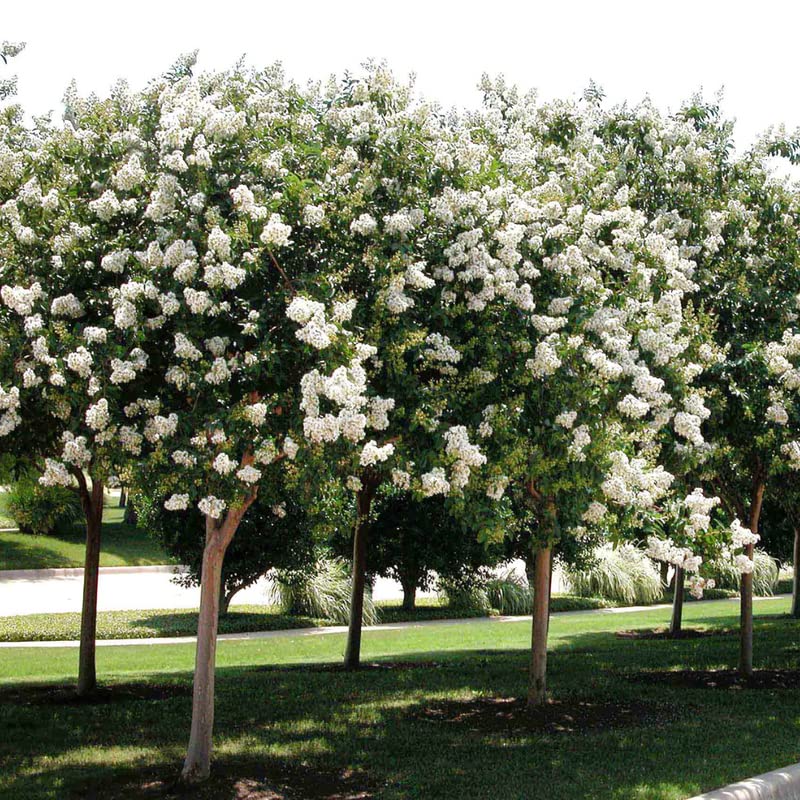 Buy Natchez Crape Myrtle Tree Live - White Crape Myrtle Bush Starter 6 ...