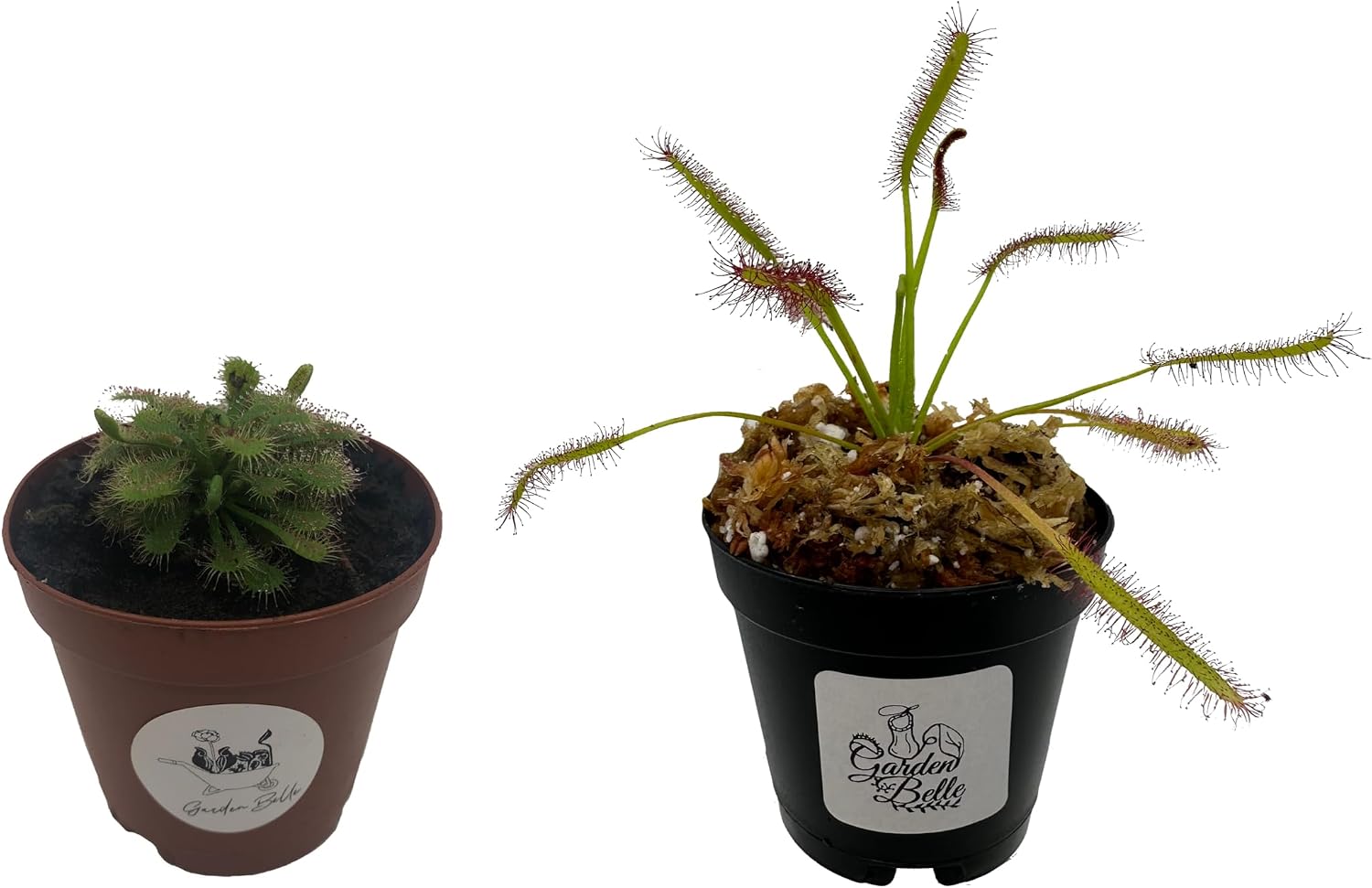 Amazon.com : Spoon-leaved Sundew (Drosera Spatulata) and Cape Sundew ...