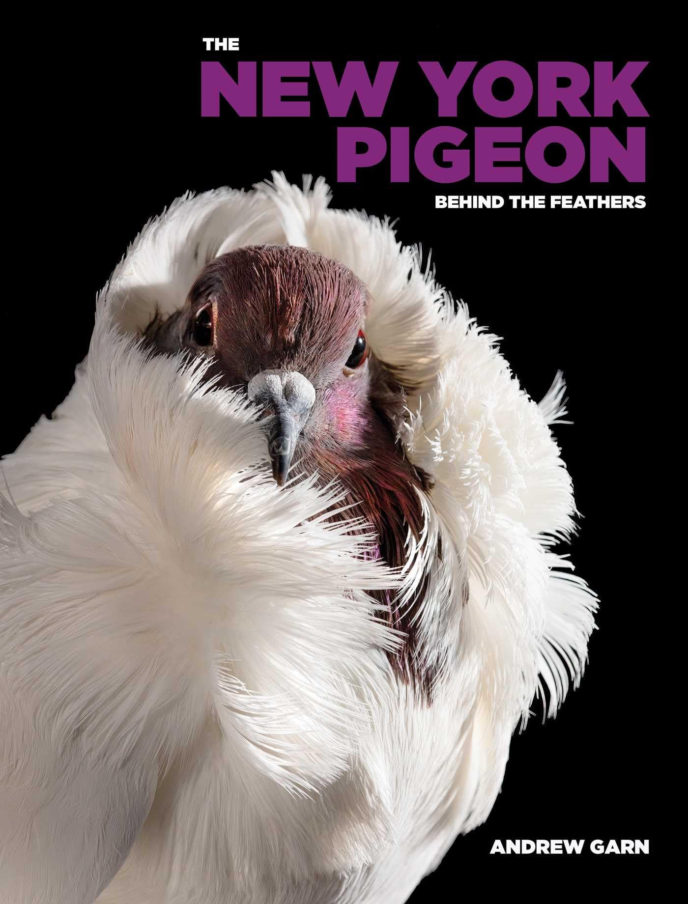Amazon.com: The New York Pigeon: 9781648230745: Garn, Andrew: Books