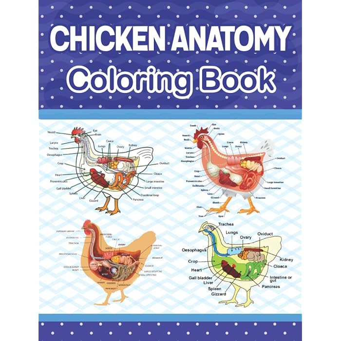 Buy Chicken Anatomy Coloring Book: Introduction to Veterinary Anatomy ...