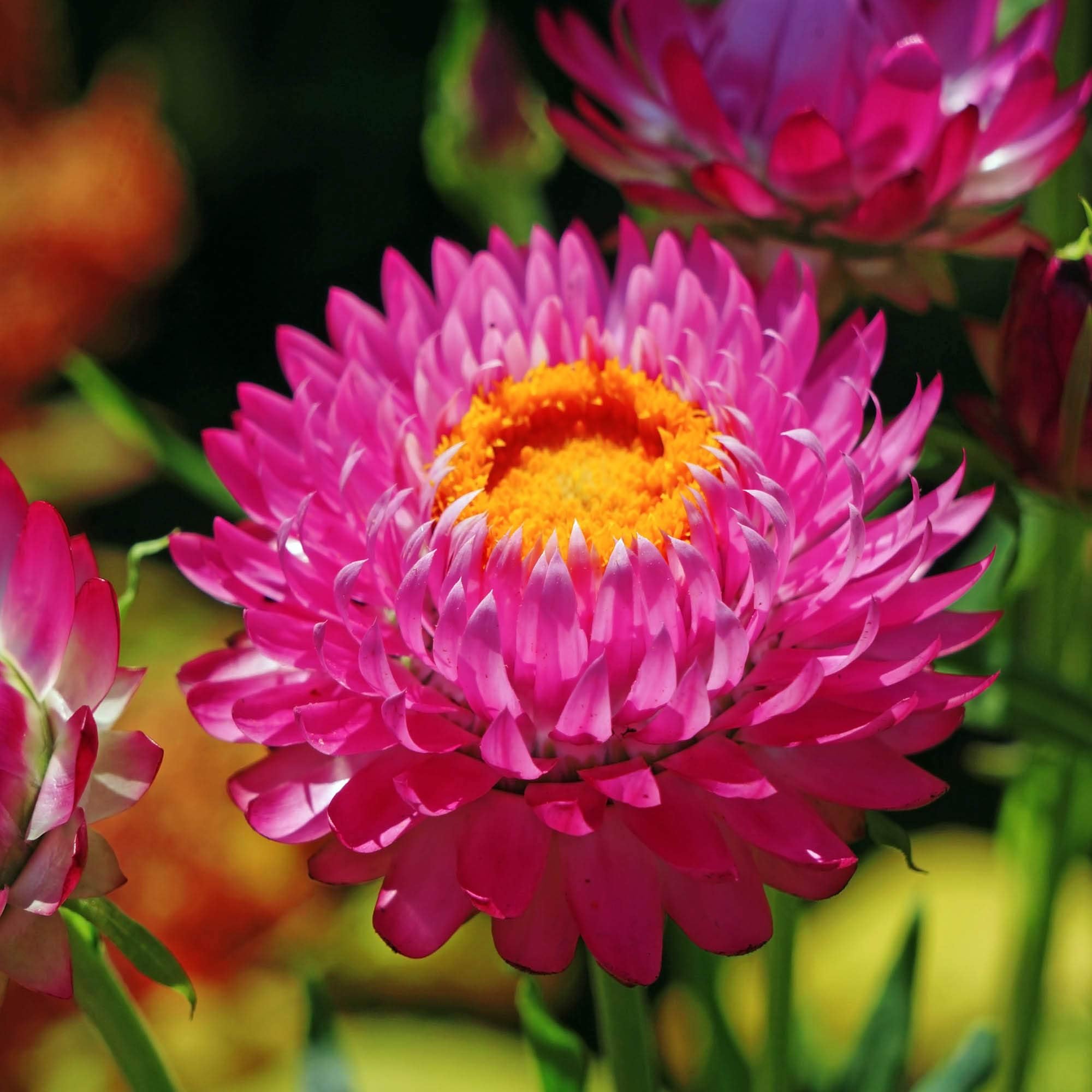 Amazon.com : Dwarf Curry Herb, 2 Live Plant - Helichrysum angustifolium ...