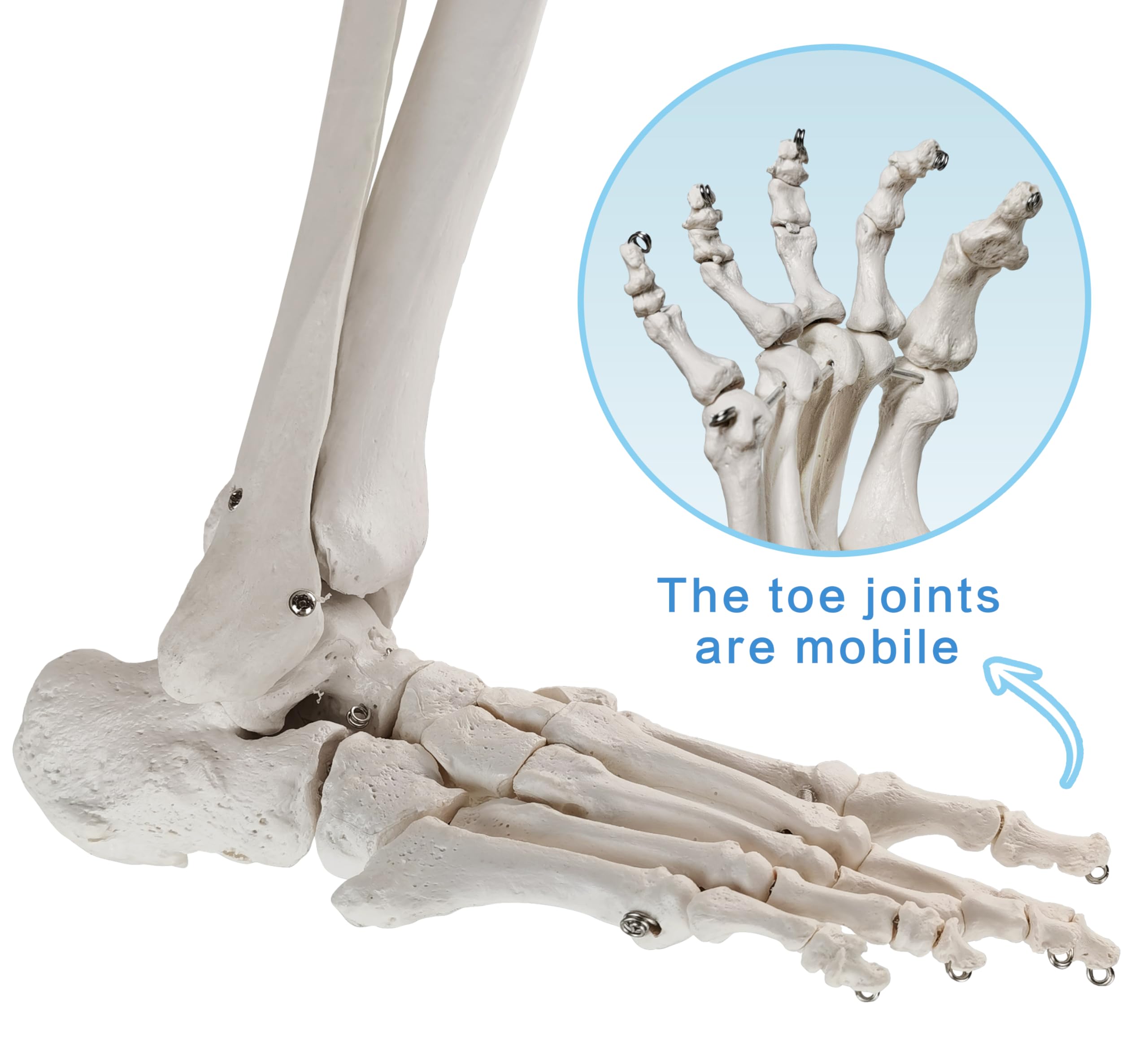 Snapklik.com : EVOTECH SCIENTIFIC Human Lower Limb Bone Model, Life ...