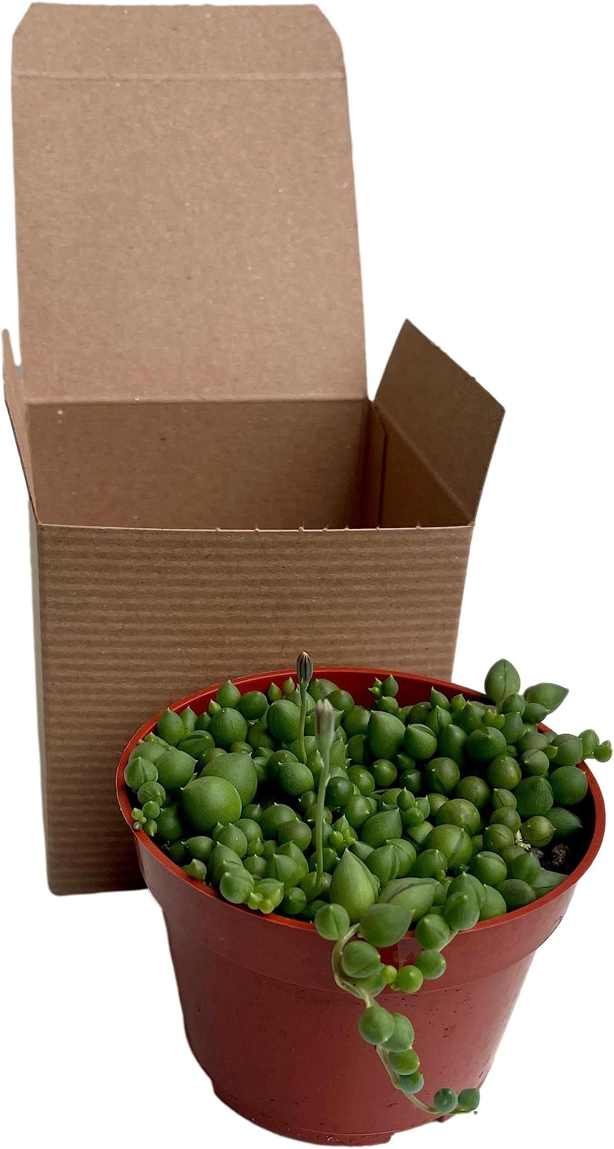 Amazon.com : String of Pearls Plant Live 6 Inch Pot, String of Pearls ...