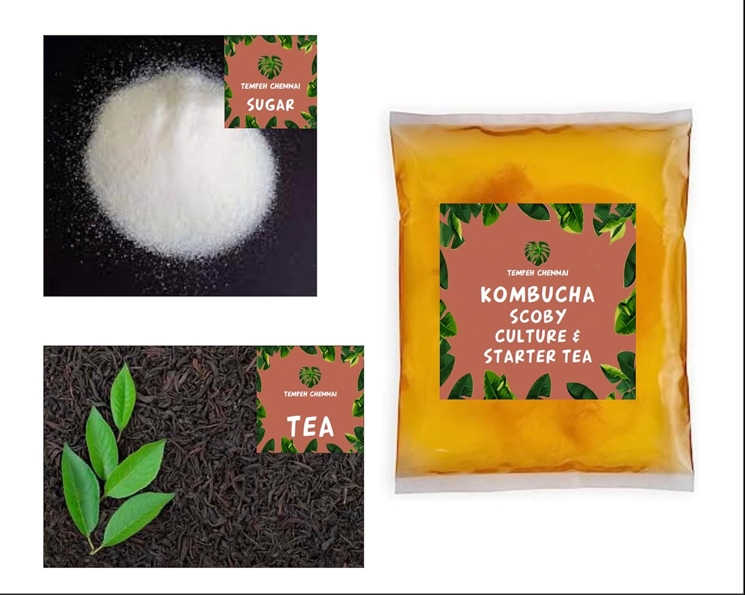 TEMPEHCHENNAI- Kombucha Starter Kit for Beginners Unpasteurised Starter ...