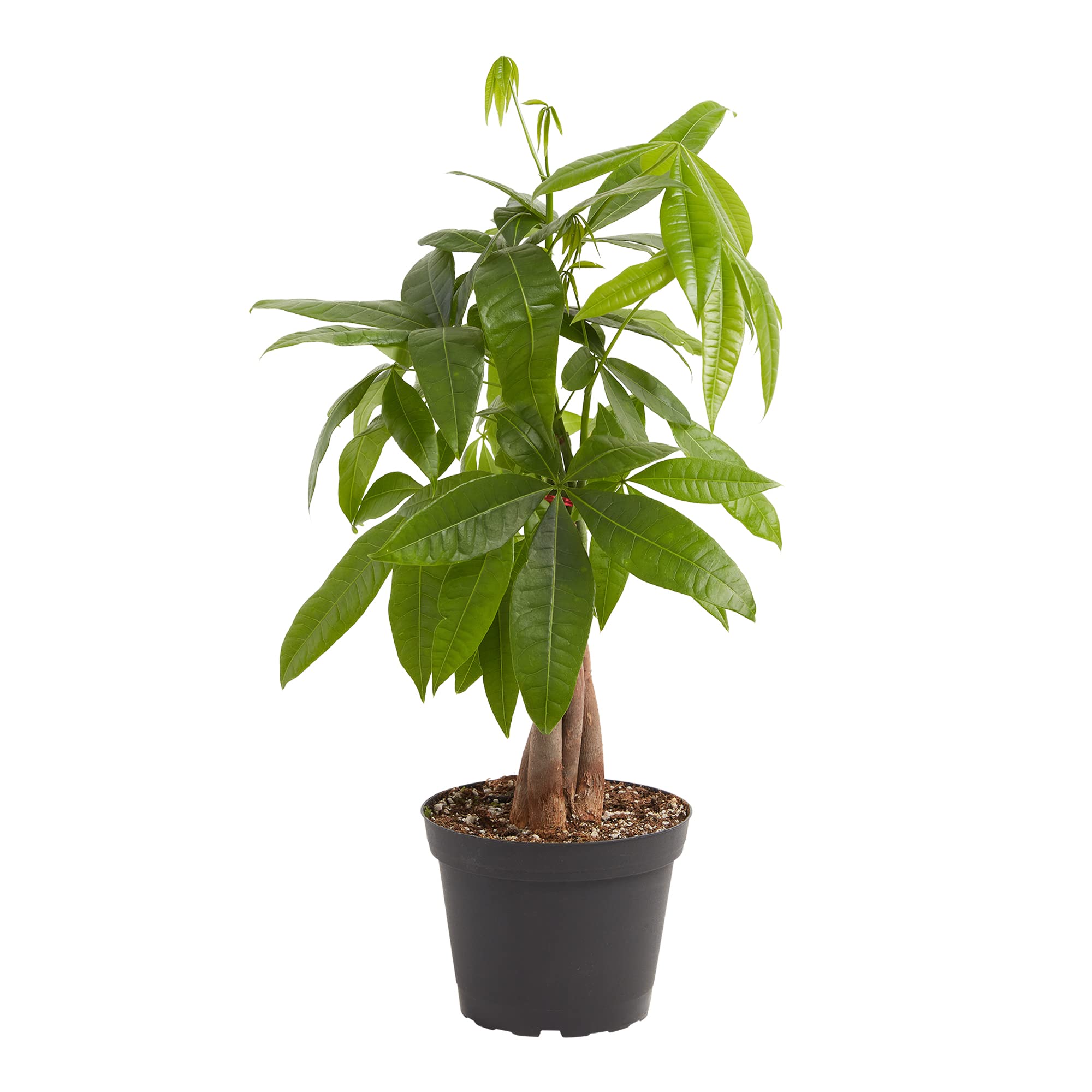 Japanese Money Tree Care