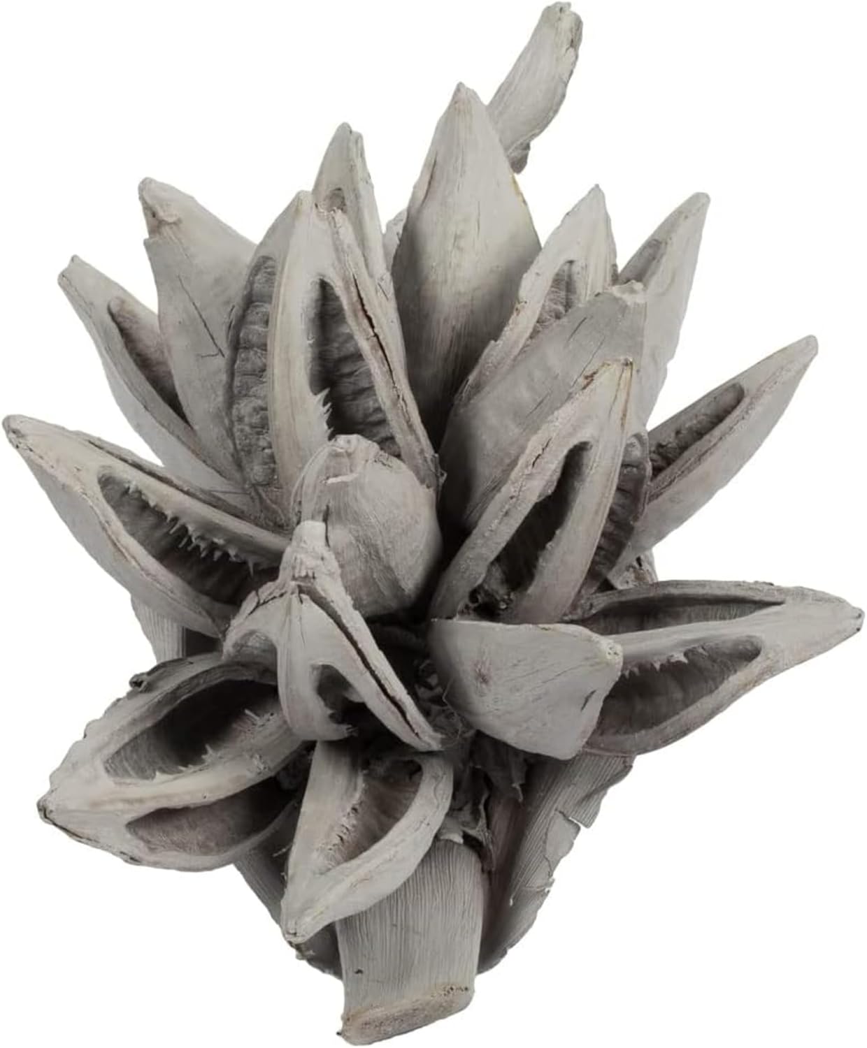 Amazon.com: Oakestry 6" Gray Wash Star Pod Natural Dried Decorative ...