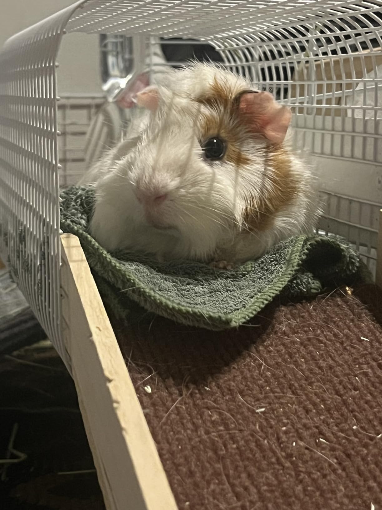 Amazon | リバイバルウォーター 洗い流しいらずのスプレーシャンプー 245ml | ORP | シャンプー 通販