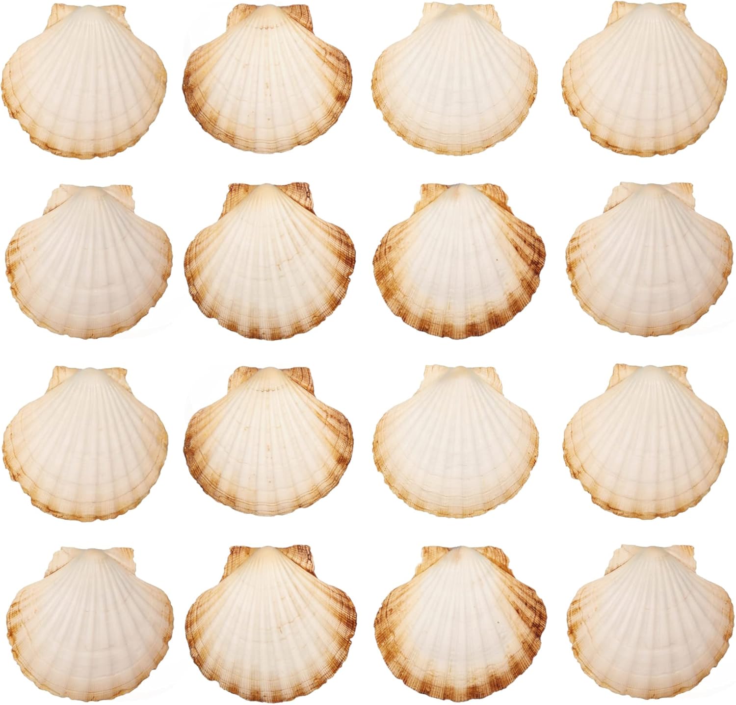 Finoly Natural Scallop Shells 16 Units | 10x11cm (4 inch) | Scallop ...