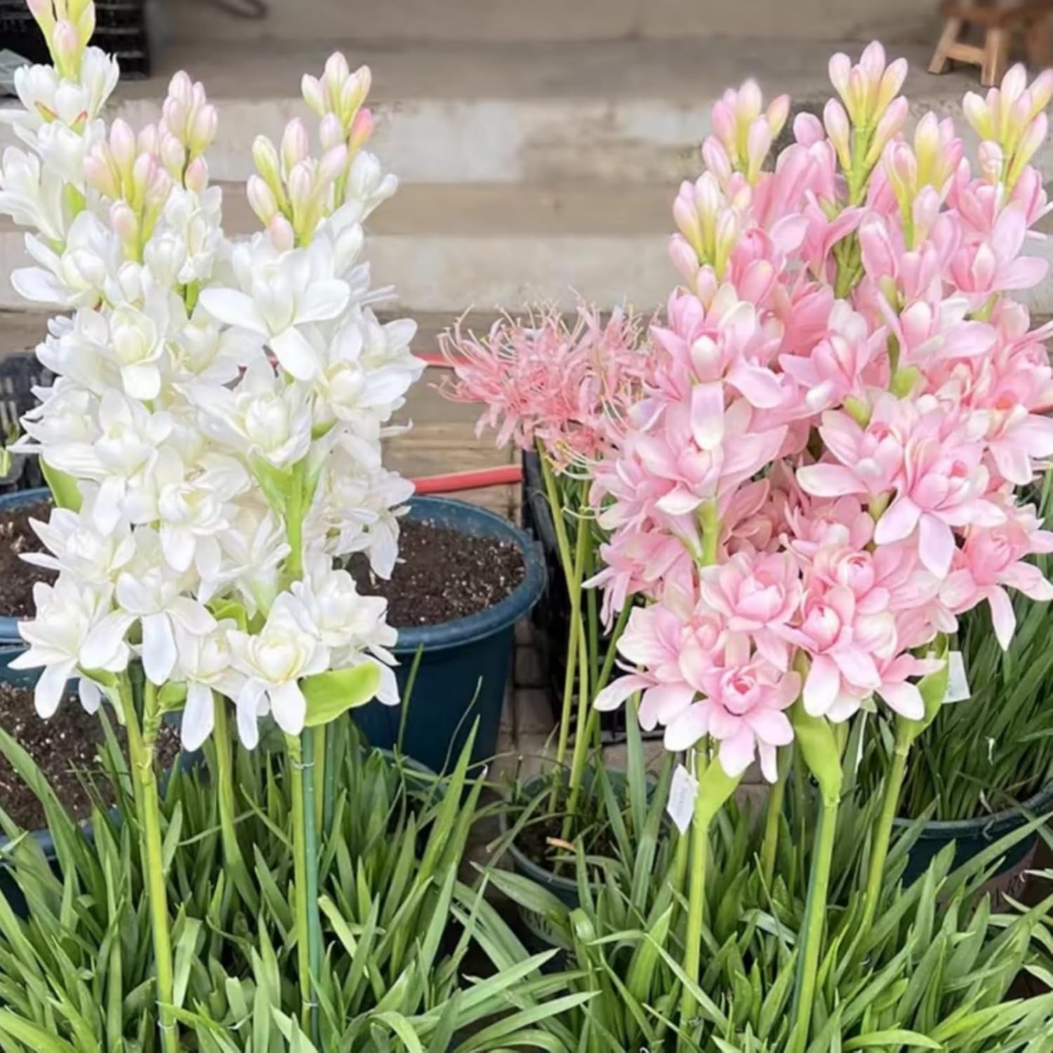 Tuberose Bulbs Bulk,Tuberose Bulbs for Sale,Flowering Rhizome Excellent ...