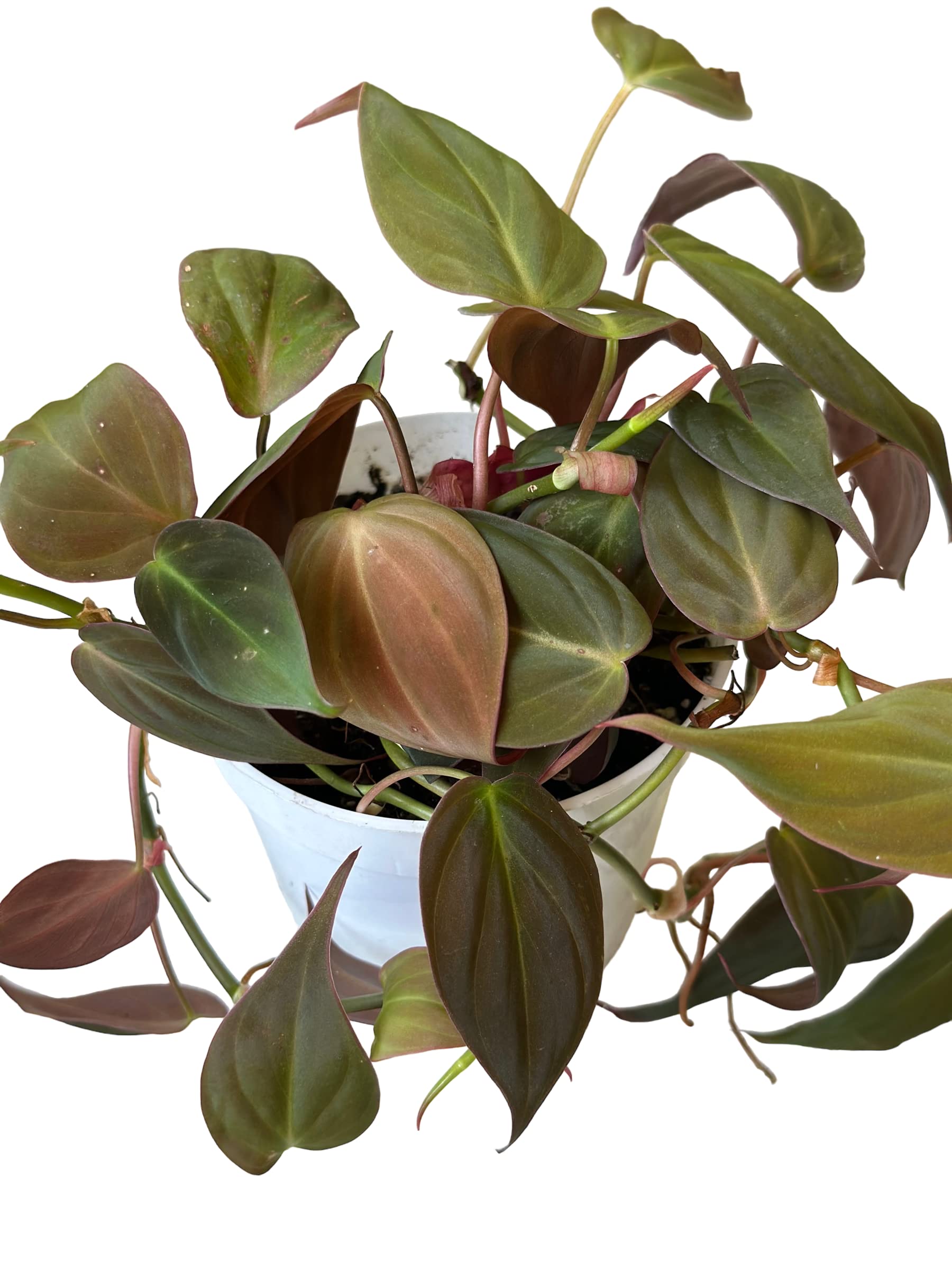 Amazon.com : Philodendron Micans Hederaceum, 4 inch, Heart-Leaf Philo ...