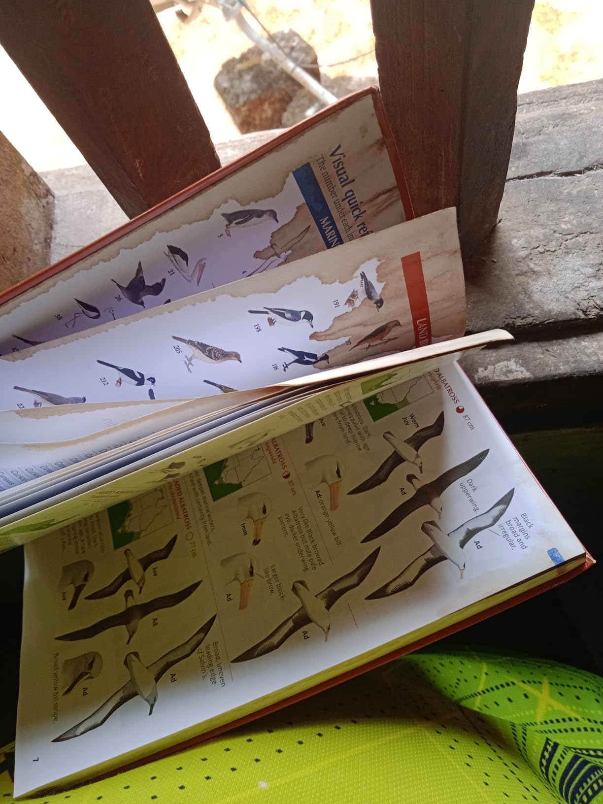 Buy Australian Bird Guide Book Online at Low Prices in India ...