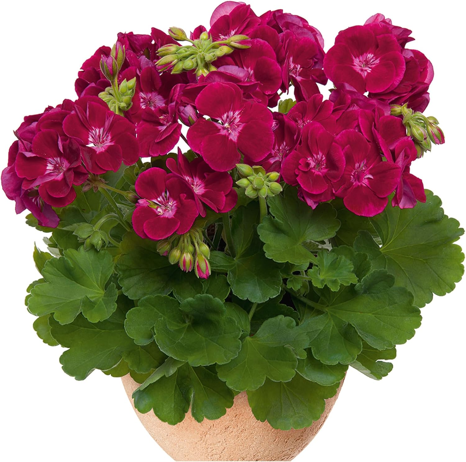 Upright Geranium Fairy Velvet - 3 Established 9cm Plants-Geraniums ...