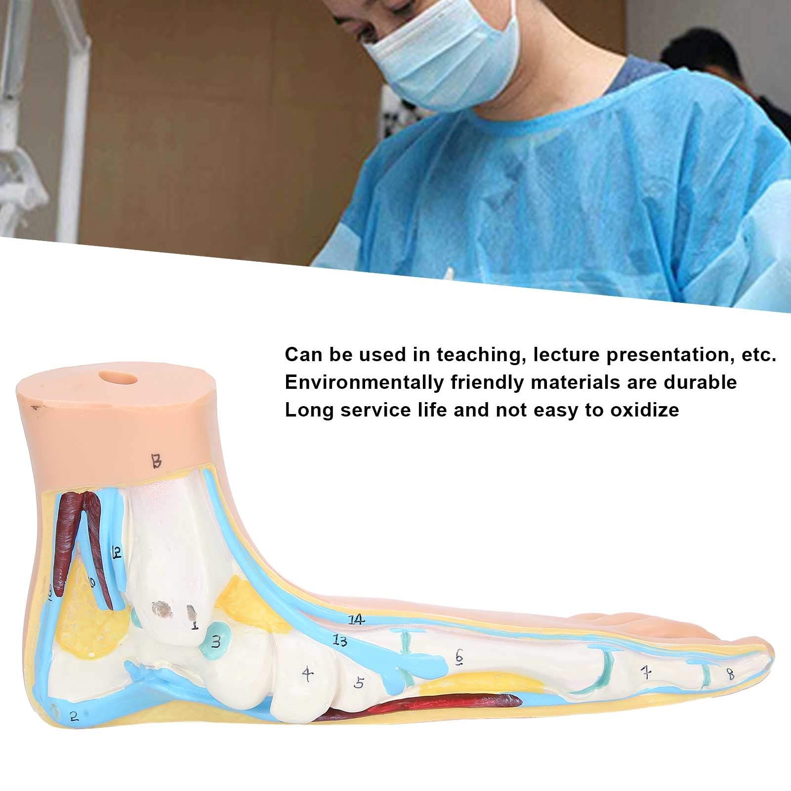 Snapklik.com : Human Foot Model For Teaching Adults Anatomy Model ...