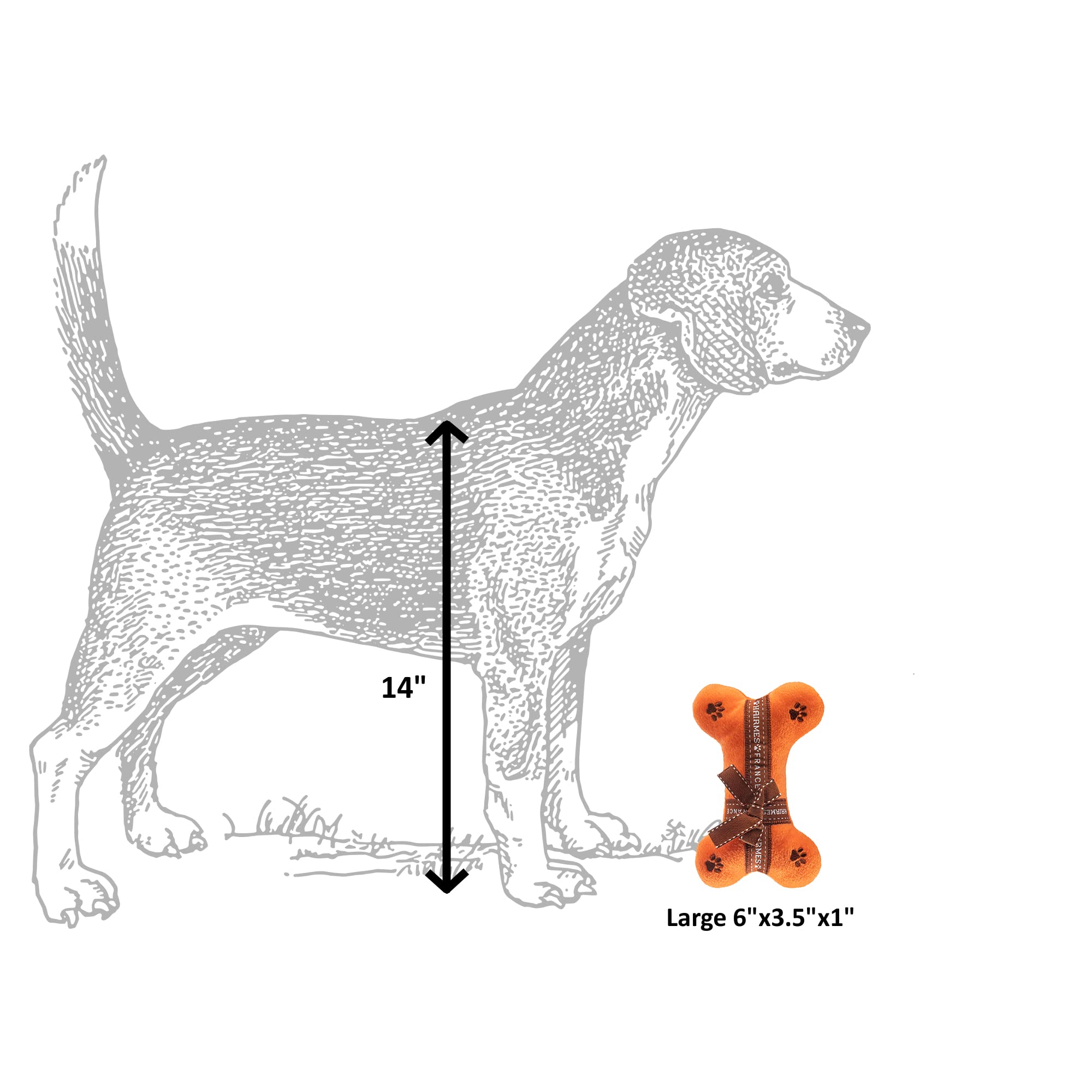 Anatomical Directions Dog