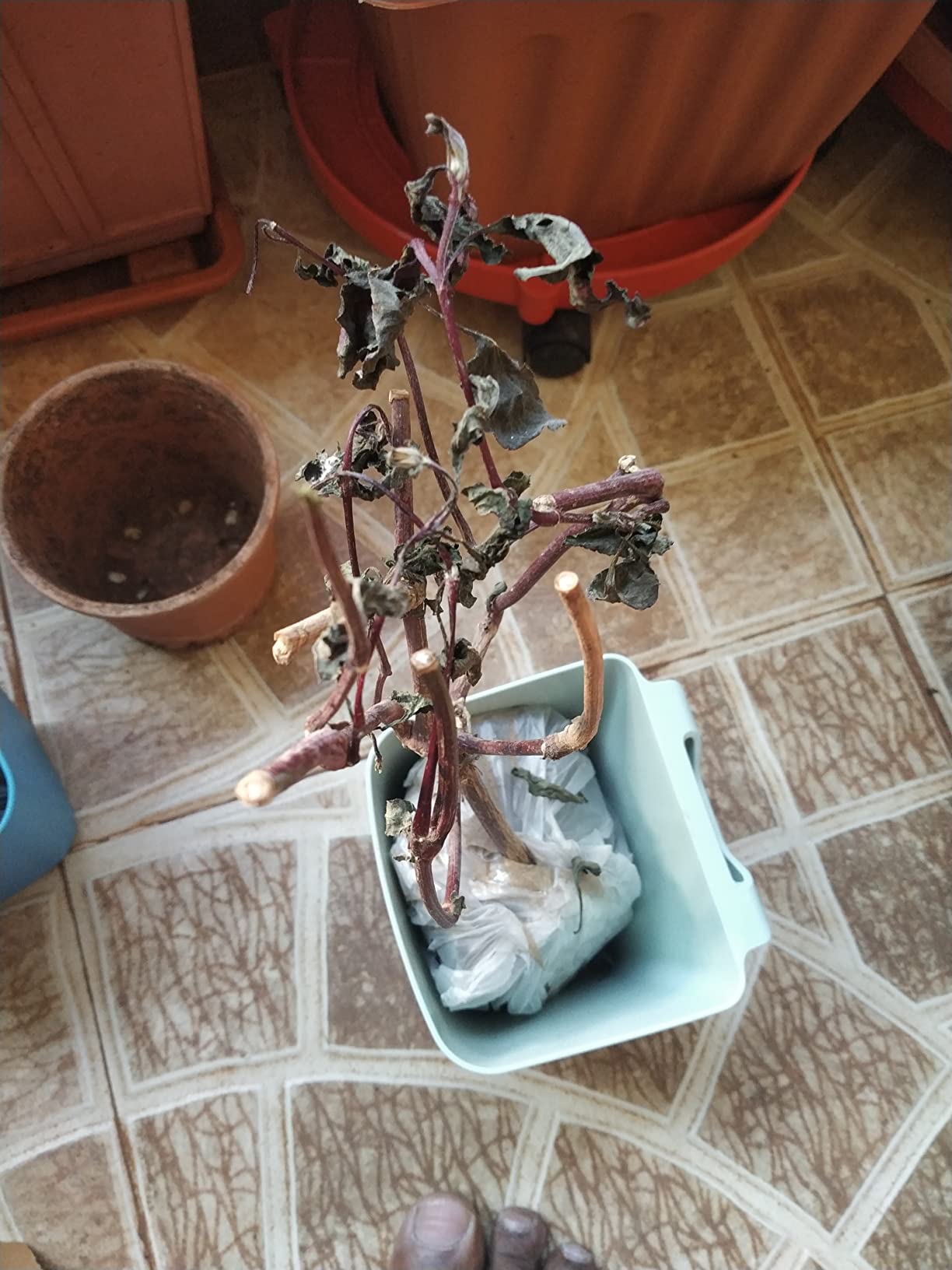 Modern Plants Live Conocarpus/Buttonwood Green Ornamental Hedge Plant ...