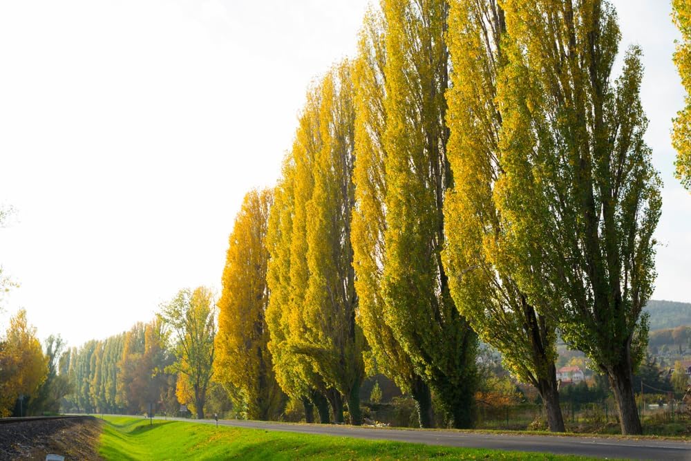 Amazon.com : 15 Lombardy Poplar Trees for Planting - Great for Privacy ...