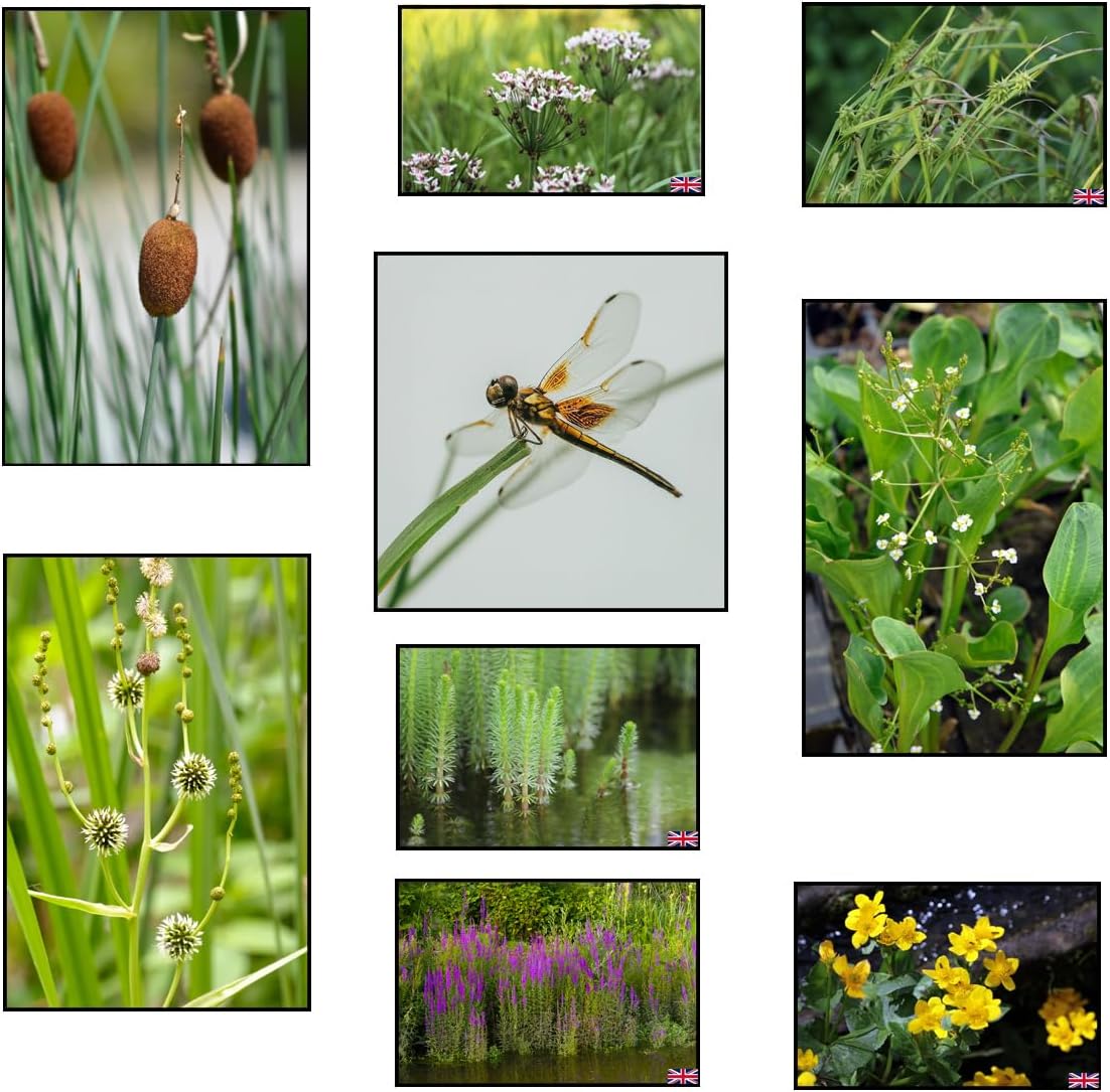 Lincolnshire Pond Plants Ltd Native Marginal 8 Packs (Bareroot ...