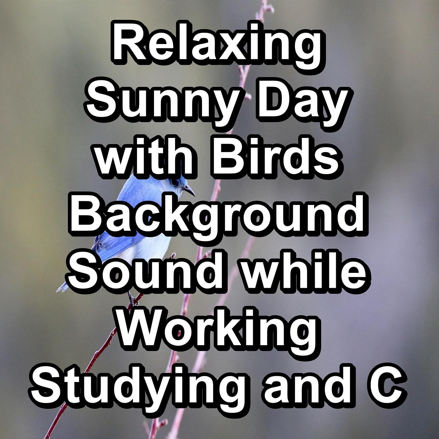 Dreamy Bird Sounds for Deep Sleep Loop your Whole Sleep song by Nature ...