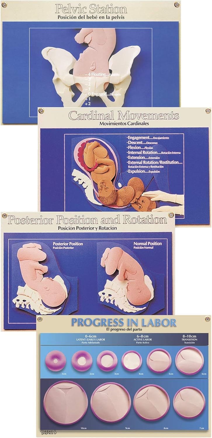 Amazon.com: One-to-One Chart Set, Bilingual(4) : Office Products