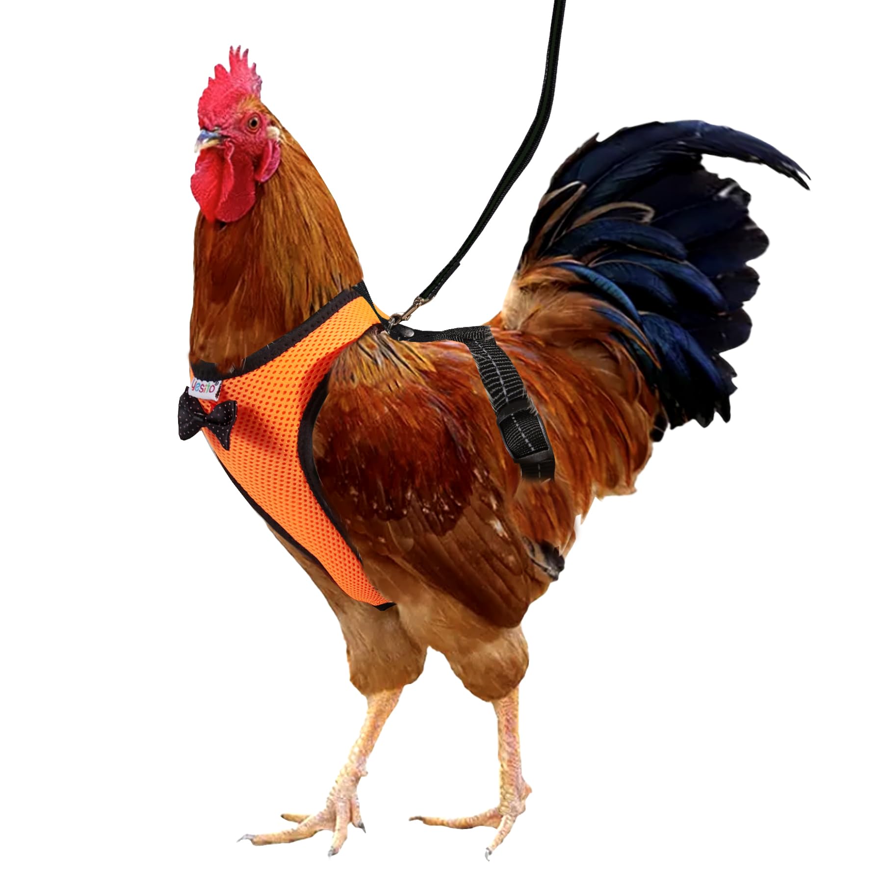 Amazon.com: Yesito Chicken Harness Hen Size with 6ft Matching Leash ...