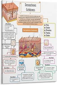 Amazon.com: Guidelines for Skin Structure And Function Reference ...