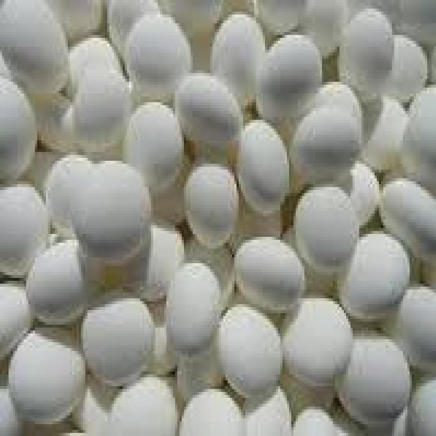 Amazon.com : Mints - 30 Lbs : Grocery & Gourmet Food