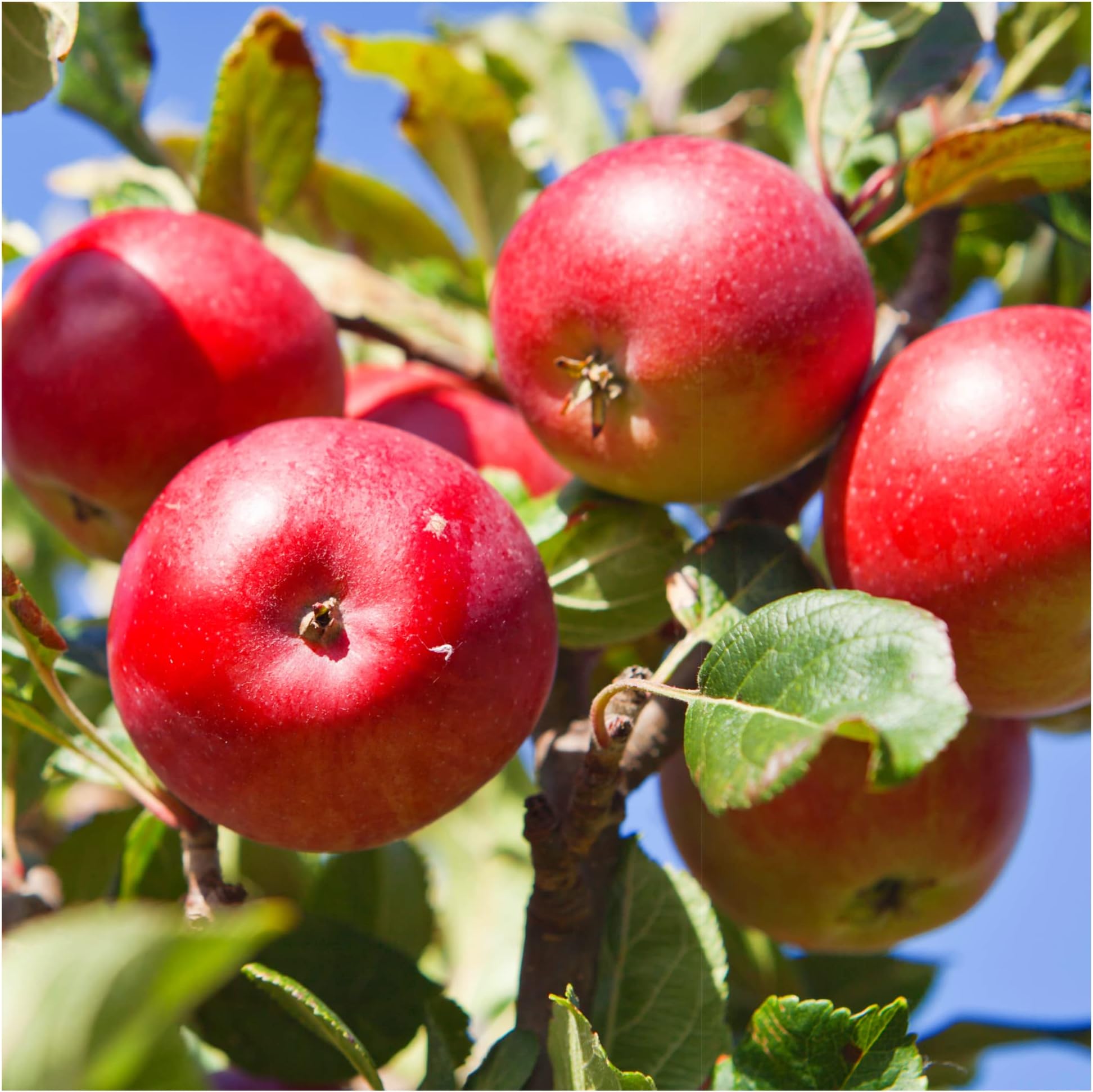 Apple Malus domestica 'Discovery' : Amazon.co.uk: Garden