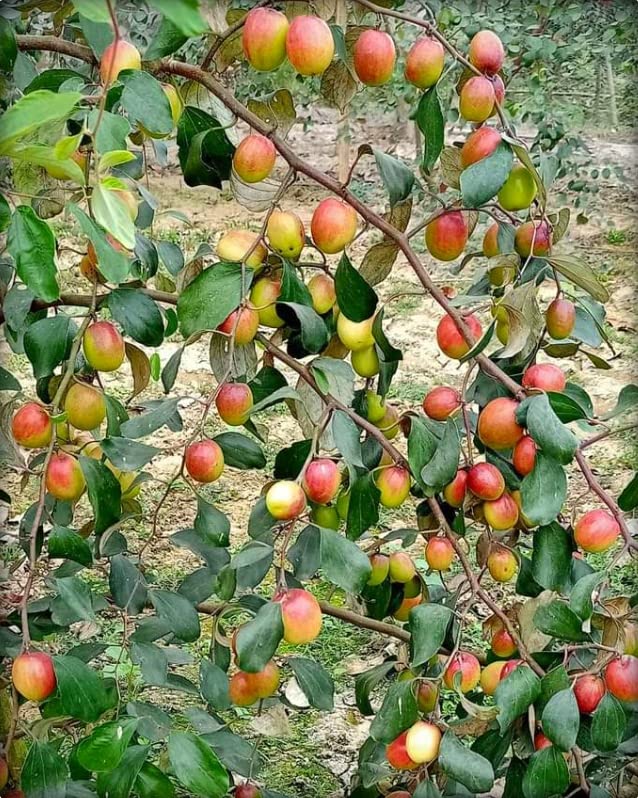 Cloud Farm Red Kashmiri Sinduri Apple ber plant Hybrid and Grafted Live ...