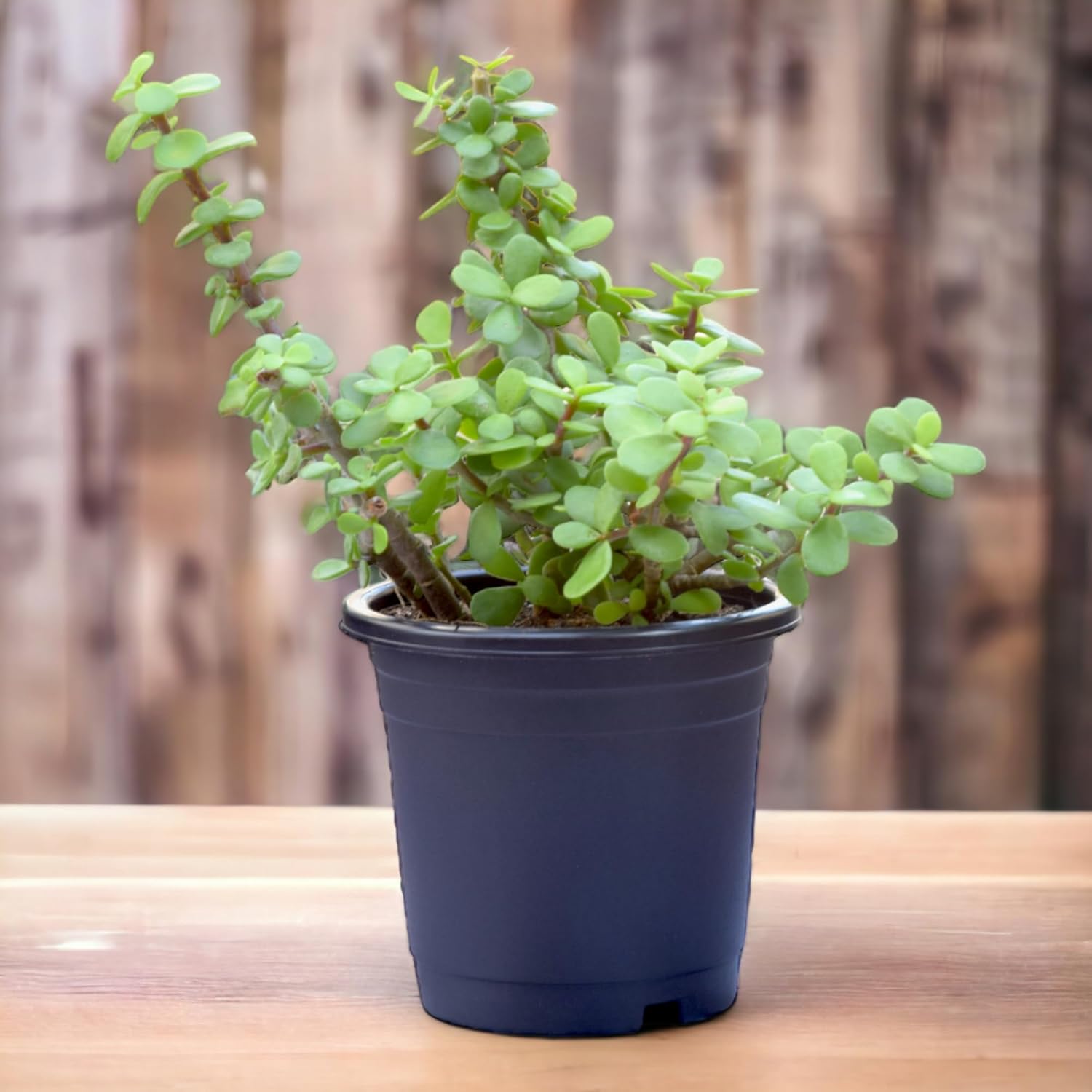 Jade Mini Live Plant with pot | Attract Money Indoor Mini Jade | Money ...