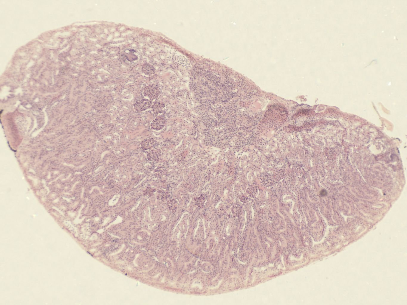 Frog Kidney Histology