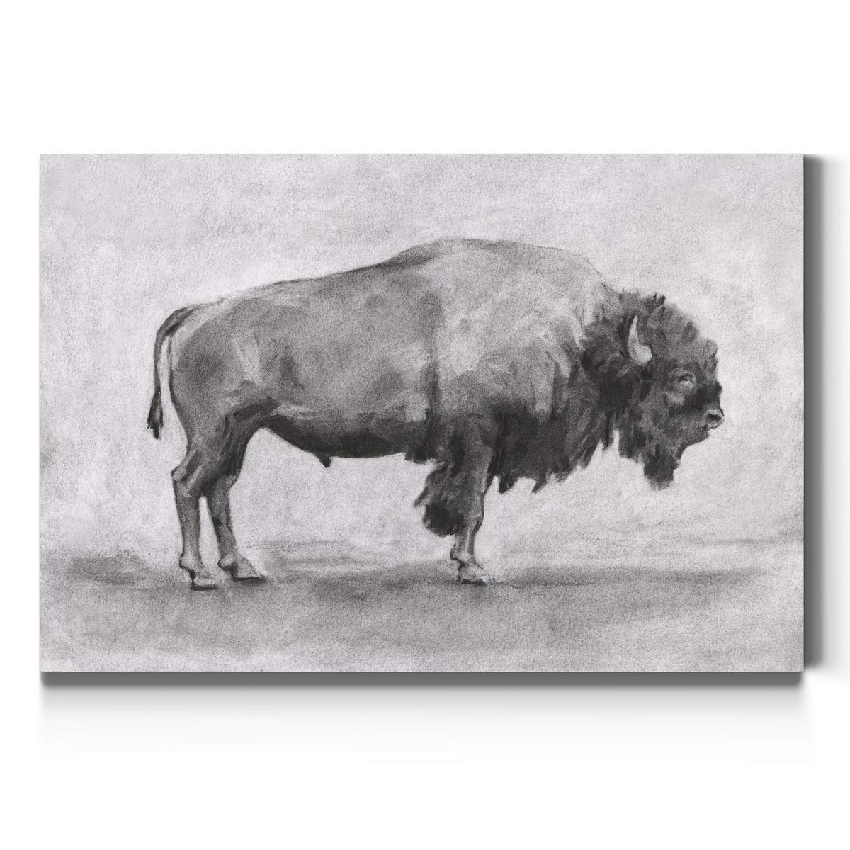 American Bison Drawing