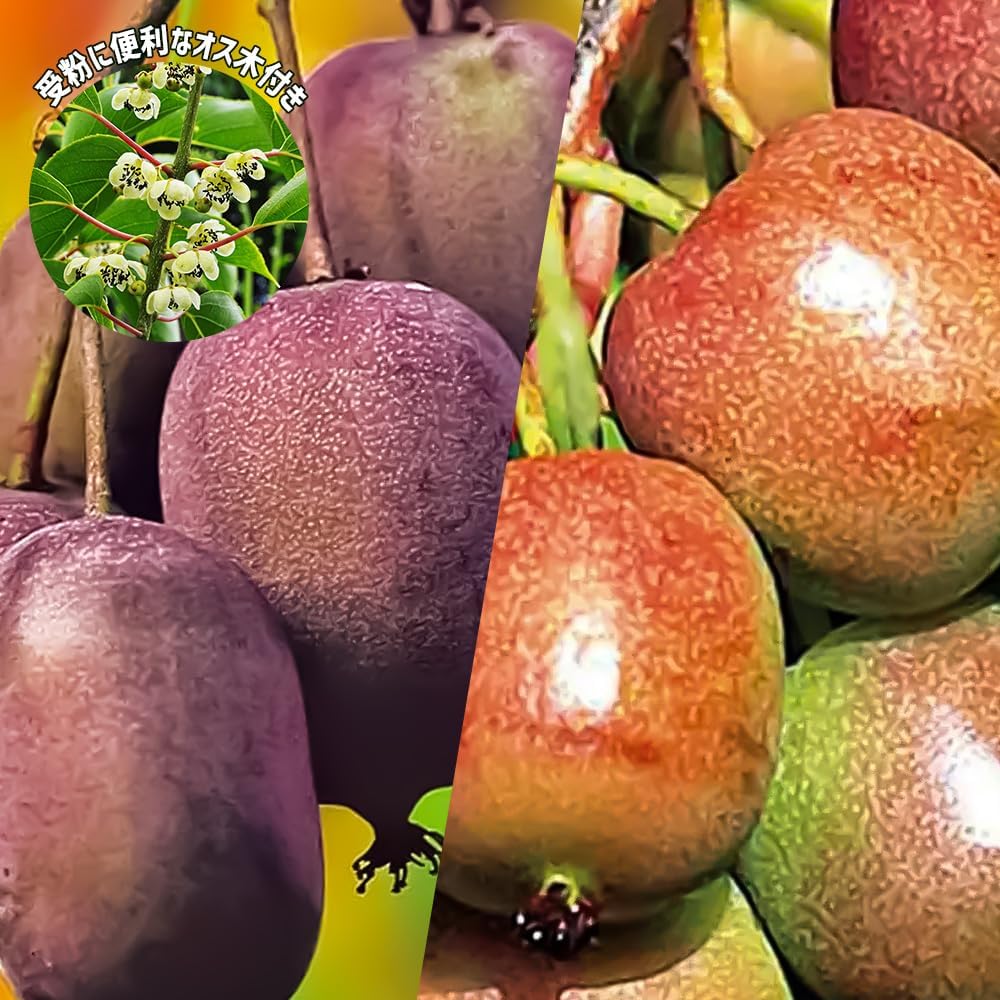 Amazon.co.jp: ITANSE ベビーキウイ 雌雄3株セット ケンズレッド ジュネーブ バイエルン 4.5号 各1個 (計3個) 品種で選べる果樹苗 学名 Actinidia ...