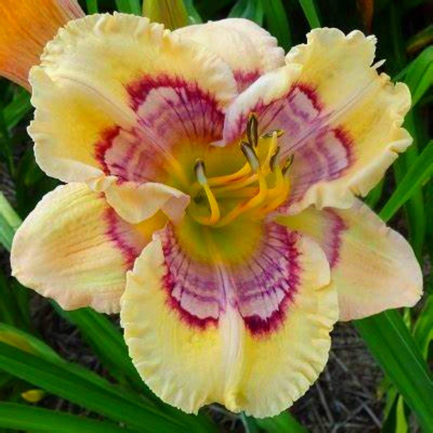 Amazon.com : Daylily Bulbs for Planting Perennial,Garden Decoration ...