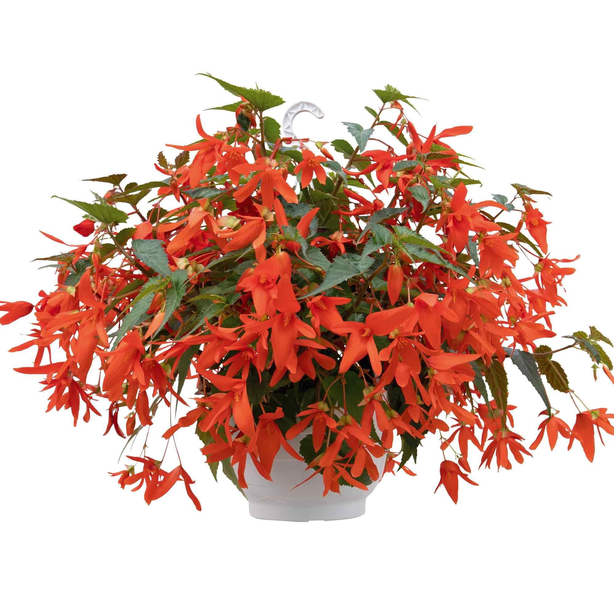 Amazon.com : Outsidepride 20 Seeds Perennial Orange Groovy Begonia ...