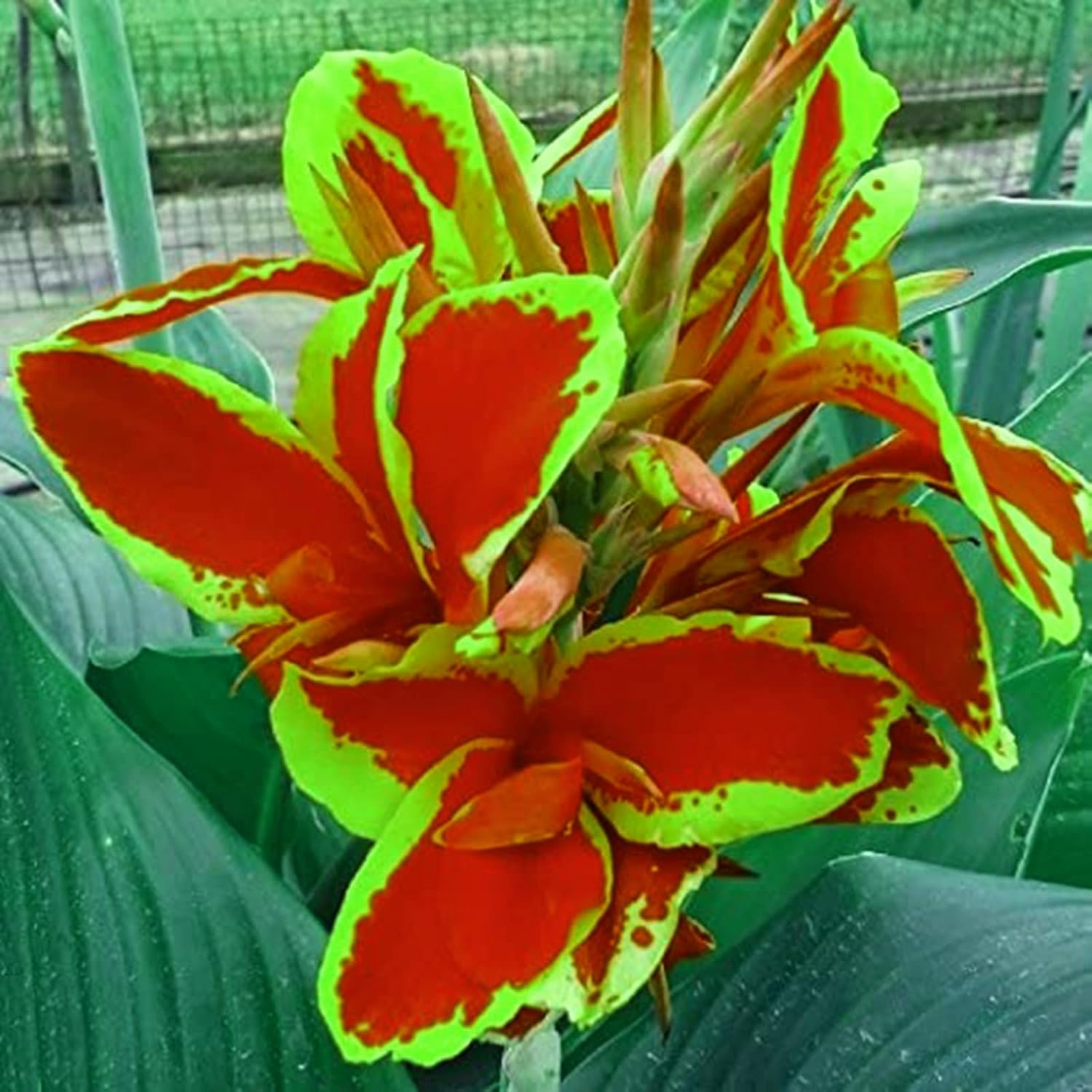 Amazon.com : Canna Lily Bare Root Bulb Gifts Planting Simple to Grow ...