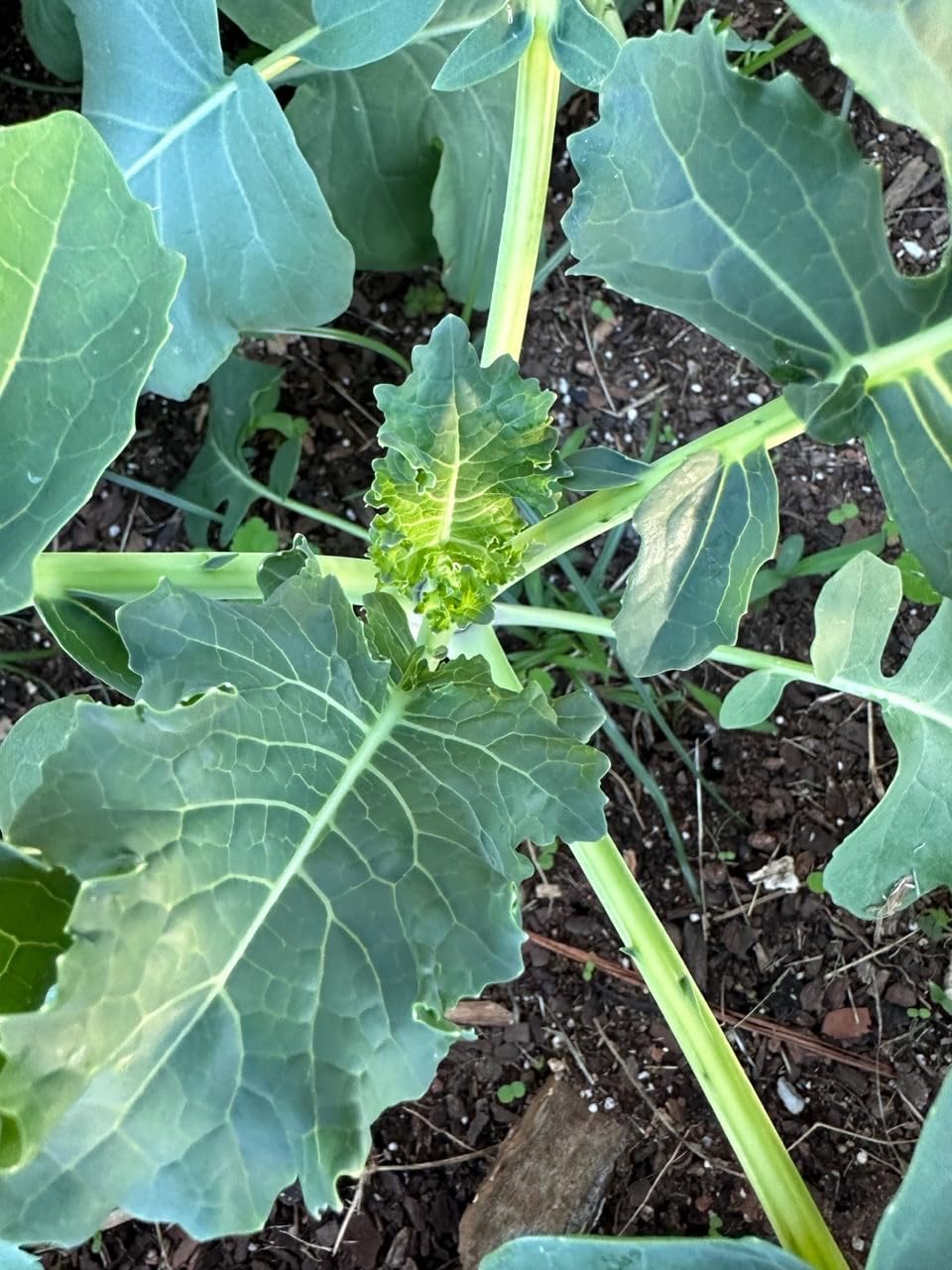 Amazon.com : Broccolini Seeds (50) : Patio, Lawn & Garden