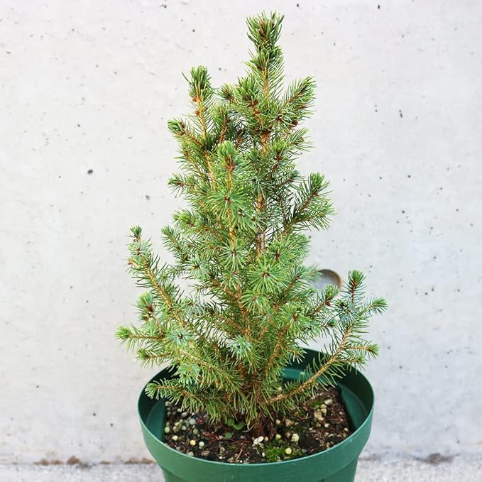 Amazon.co.jp: ITANSE コニファー ピセア グラウカ サンオンザスカイ 5号 2個セット【品種で選べる庭木苗】マツ科トウヒ属 耐寒性常緑わい性針葉樹/別名：トウヒ 矮性の ...