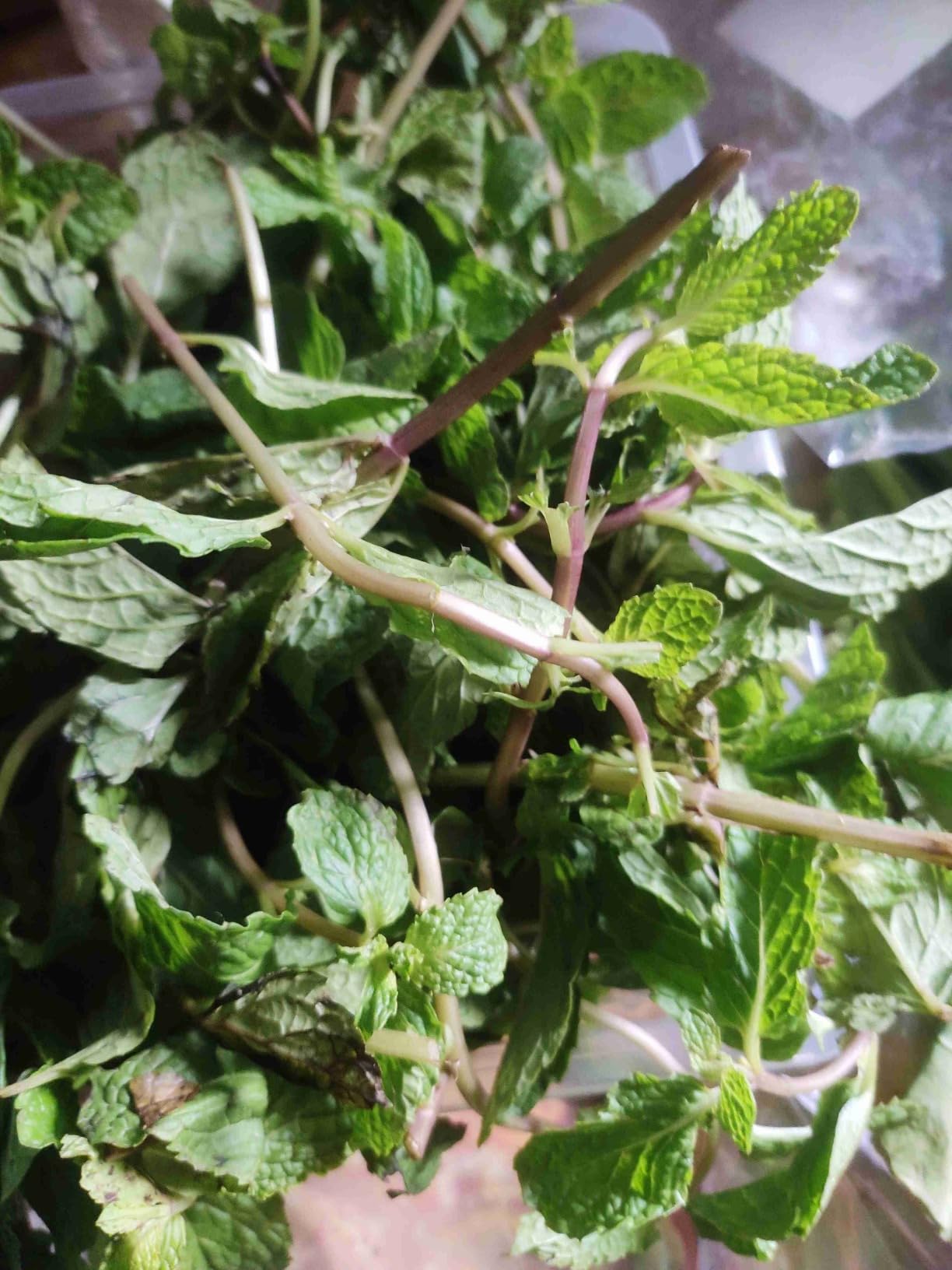 Fresh Mint Leaves, 100 grams : Amazon.in: Grocery & Gourmet Foods