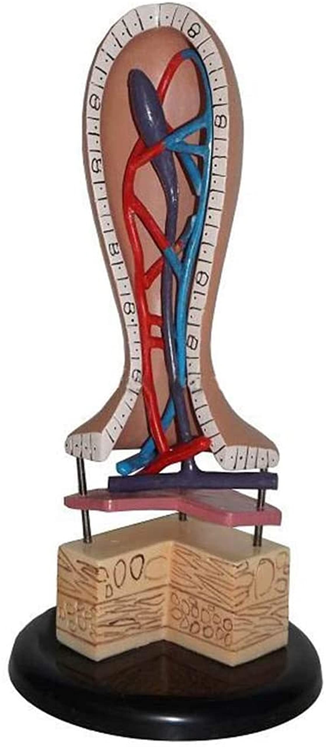 Shu Risiko Body Model Human Capillary Lymph Vein Anatomical Section ...