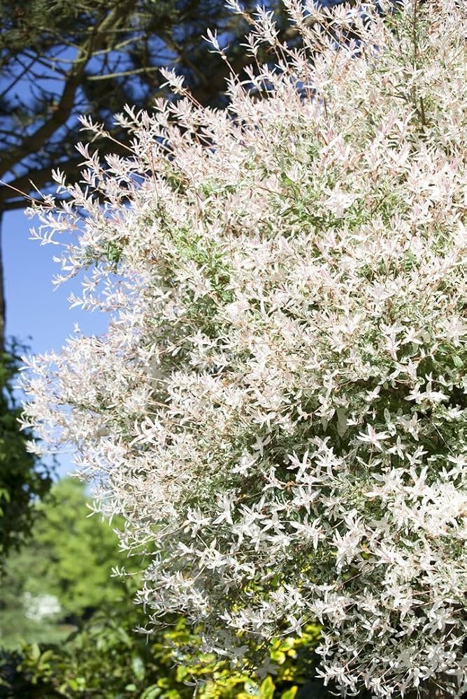 Japanese Willow Tree