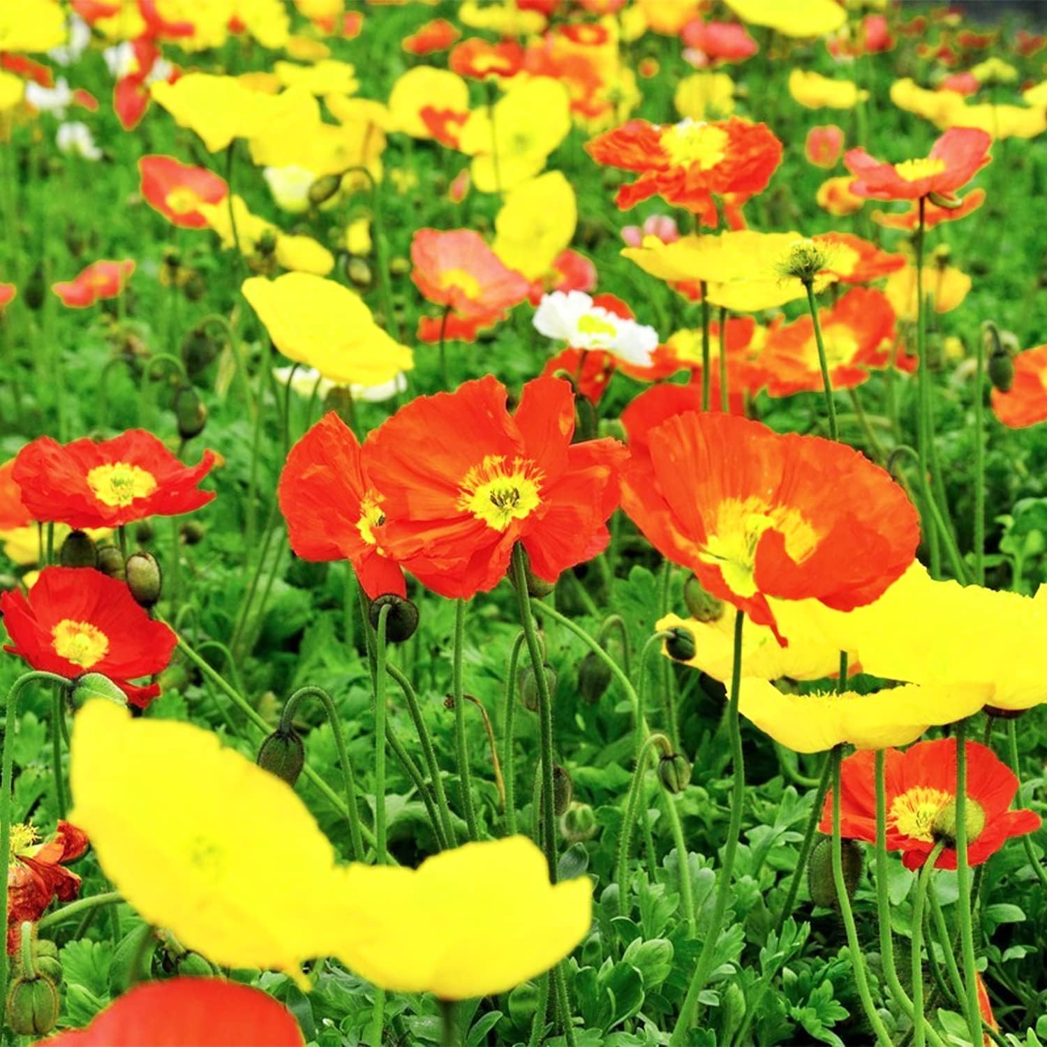 Amazon.com : 1000+ Mix Color Flower Seeds, Mix Color California Poppy ...