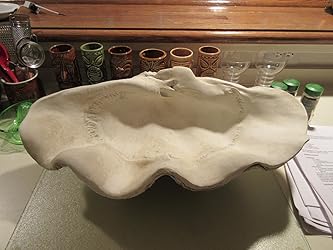 Amazon.com: GIANT 22" CLAM SHELL tridacna gigas WHITE CLAMSHELL ...