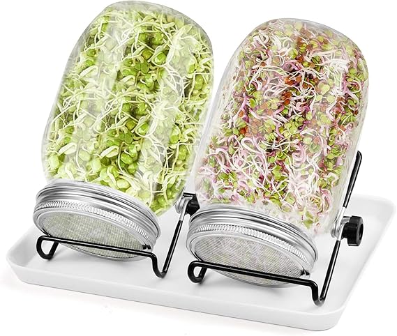 Diealles Shine seed glass, 2 x 950ml germination glass with 2 ...