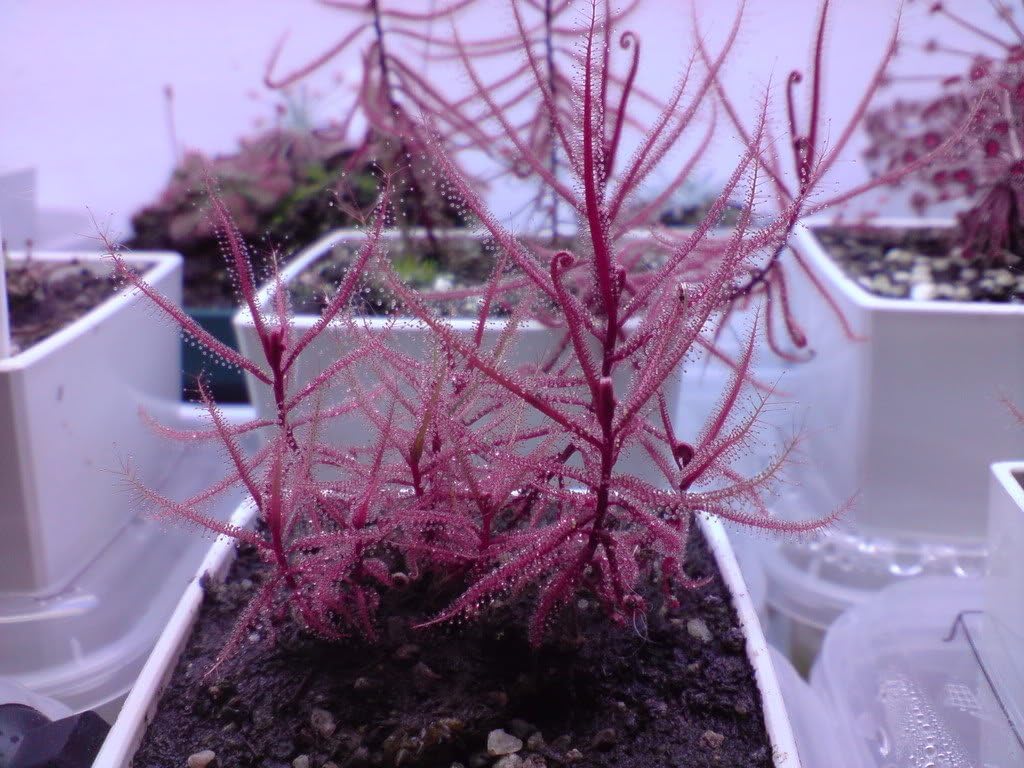 Drosera Hartmeyerorum ~ Very Rare Carnivorous Sundew Plant ~ 5 seeds ...